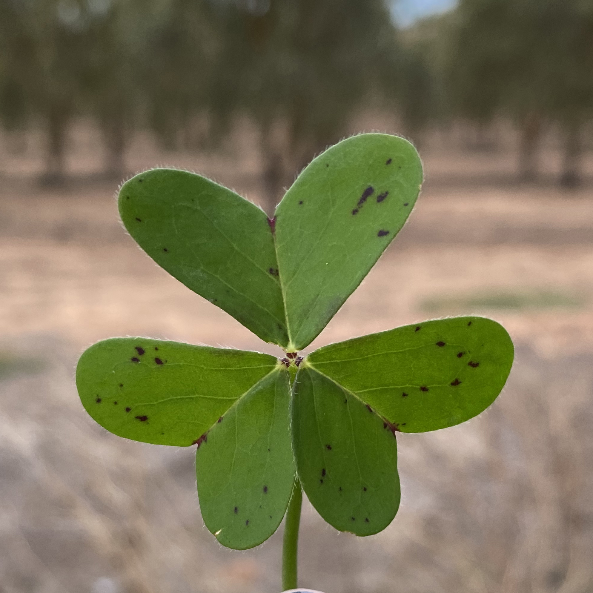 Tackling Soursob Weeds: Why Patience and Persistence Beat Herbicides ...