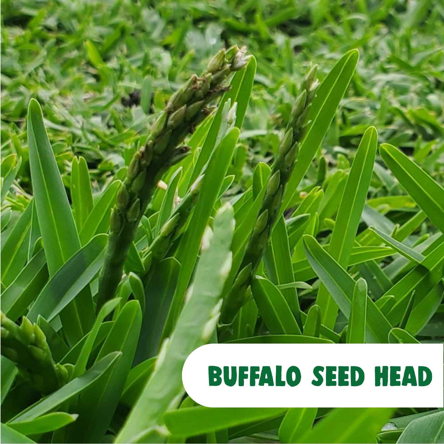 Seed heads in your lawn - The Turf Farm - Premium Instant Lawn