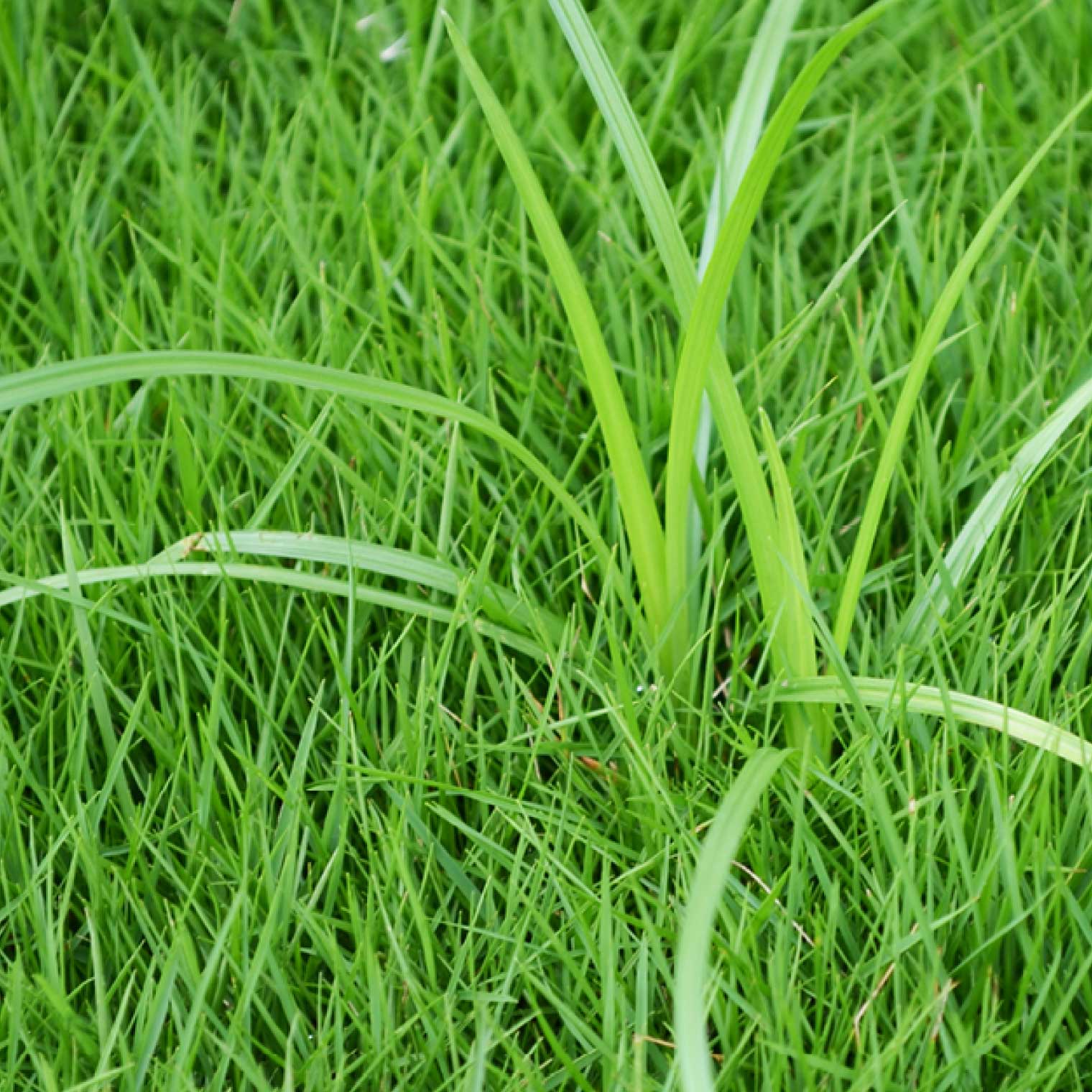 How do I remove Nutgrass from my lawn? - The Turf Farm - Premium ...