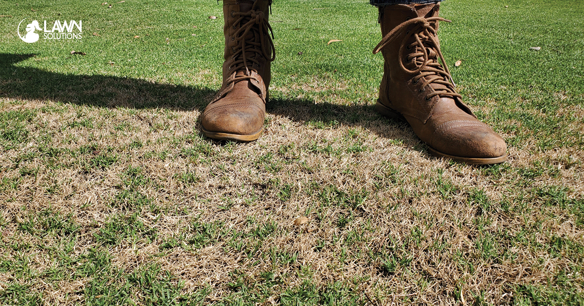 Repair dry spots in your lawn - The Turf Farm - Premium Instant Lawn